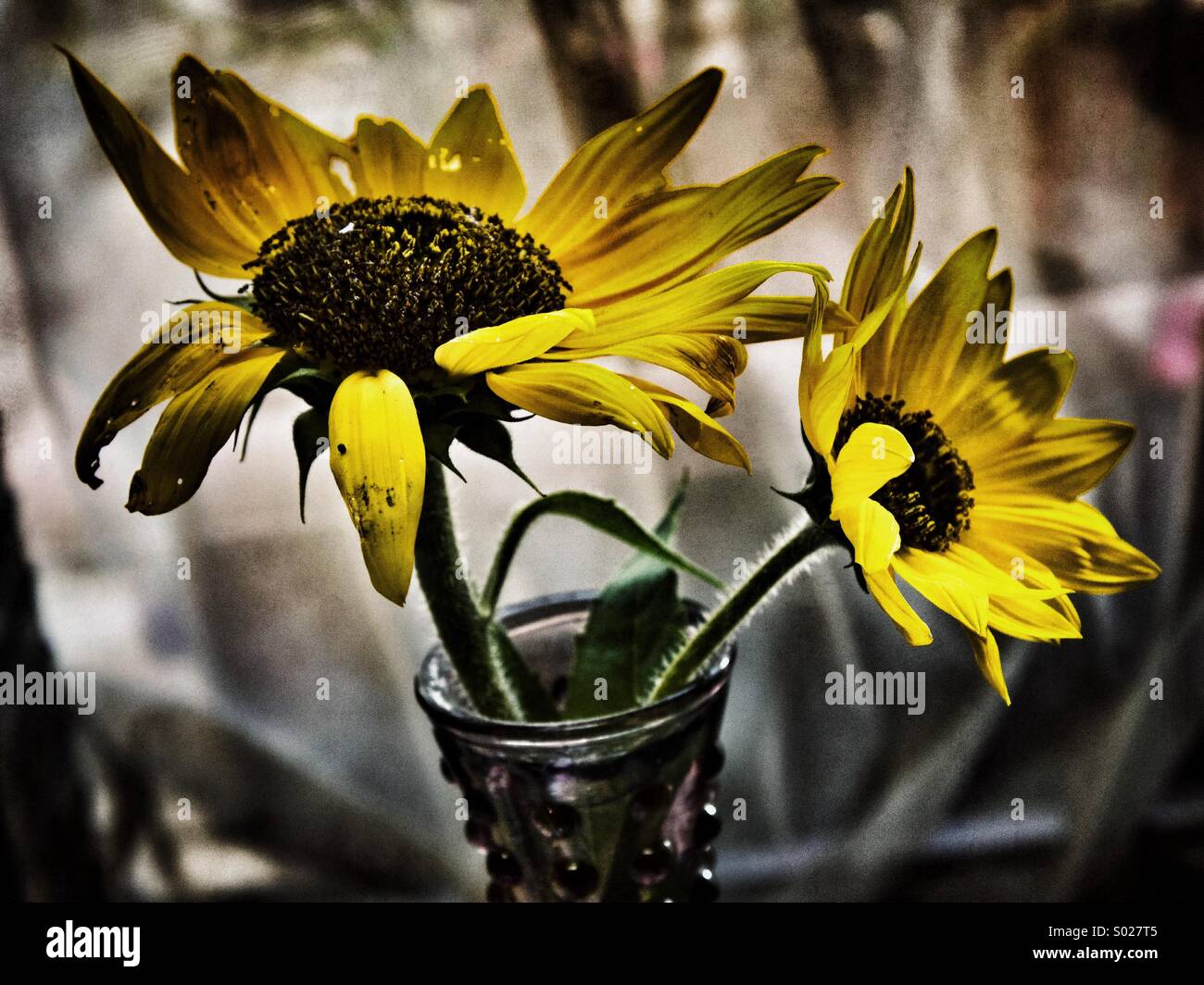 Ragged sunflowers in a vase Stock Photo - Alamy