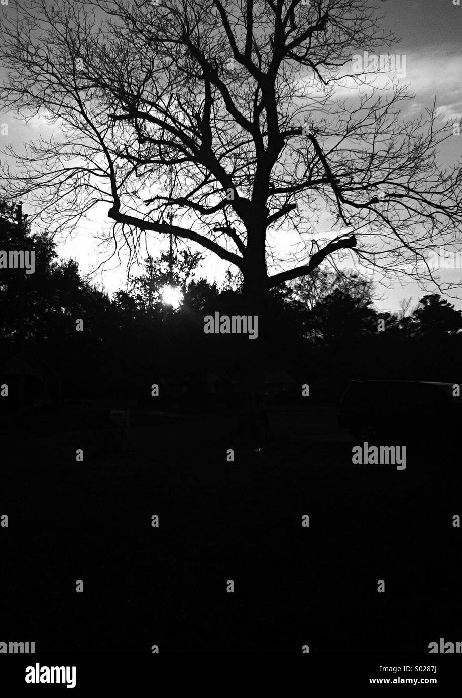 Scary tree hi-res stock photography and images - Alamy