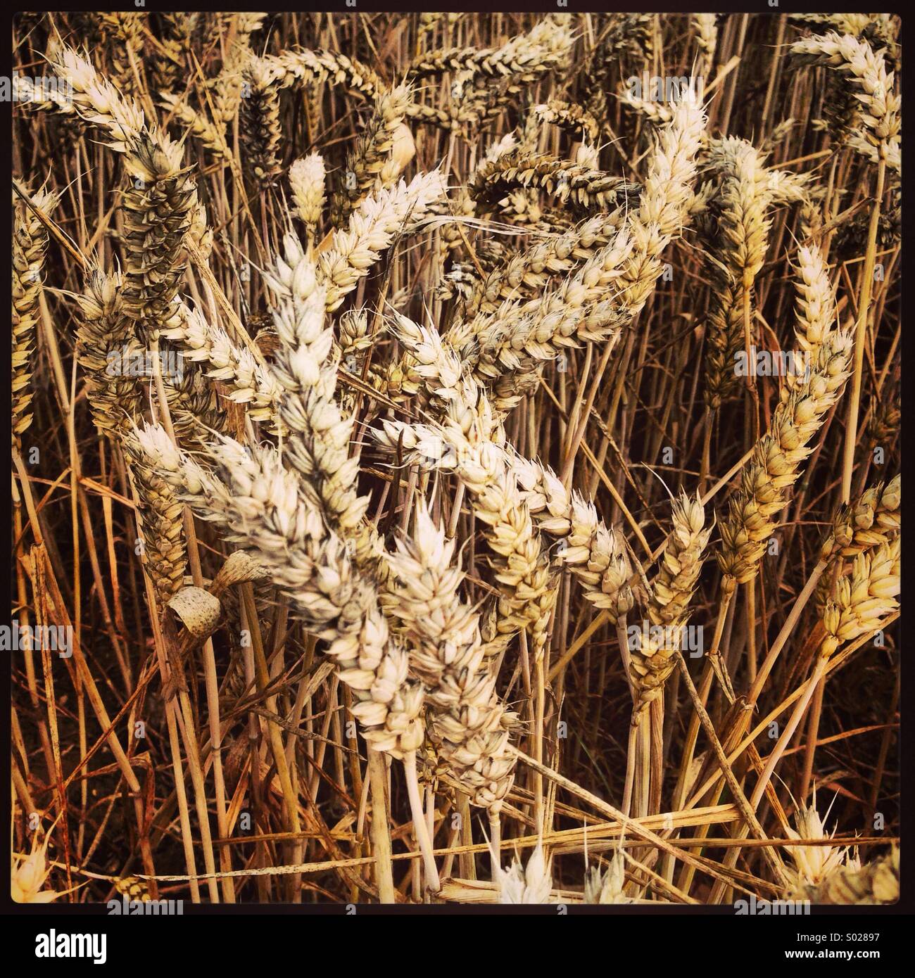 Corn just before harvest Stock Photo - Alamy