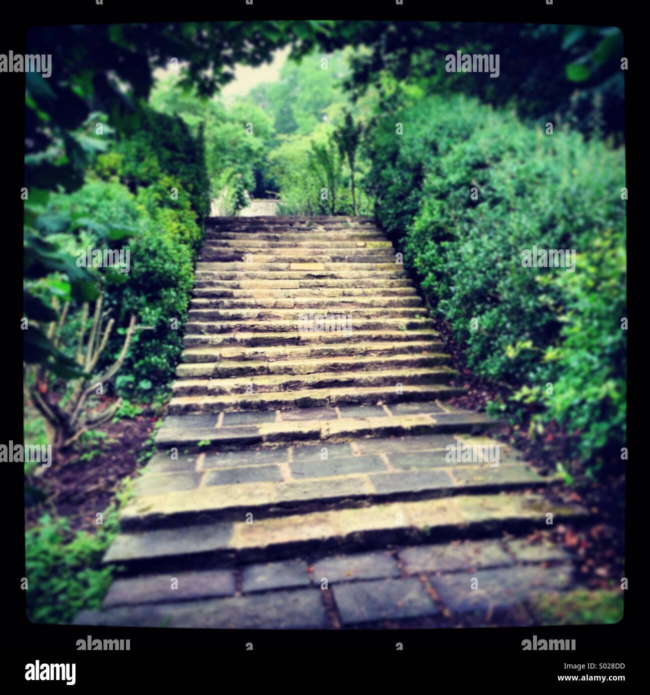 Steps into a formal garden Stock Photo - Alamy