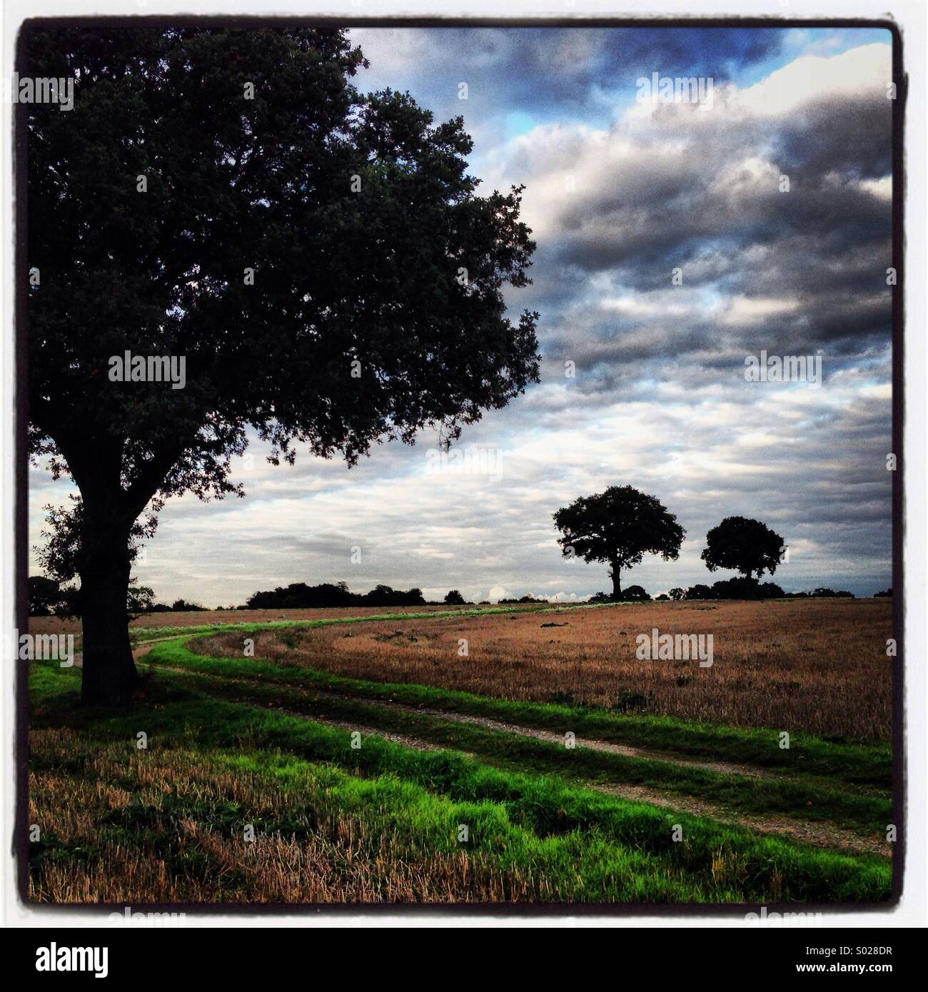 Three trees in a field Stock Photo - Alamy