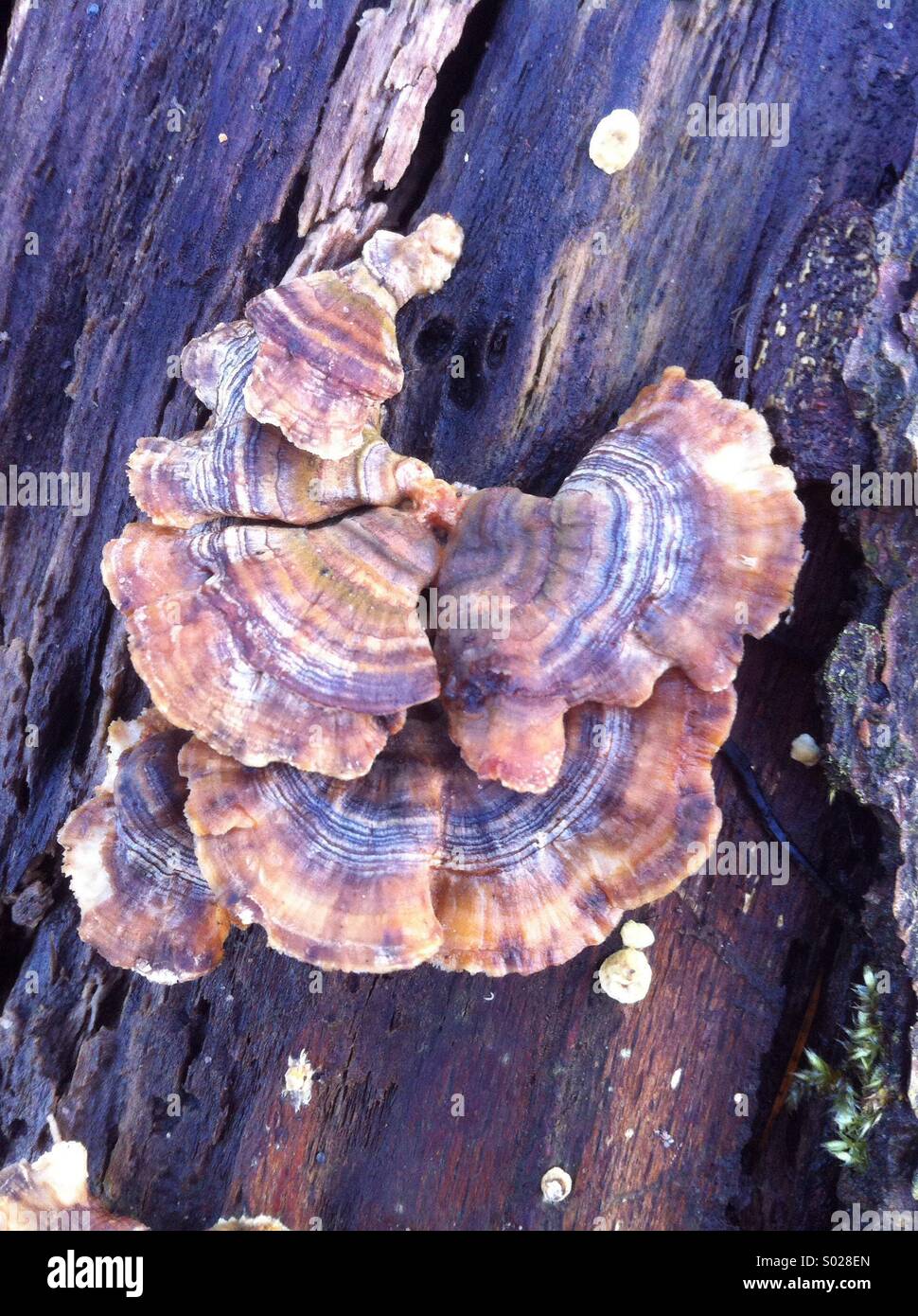 Blue bracket fungus hi-res stock photography and images - Alamy