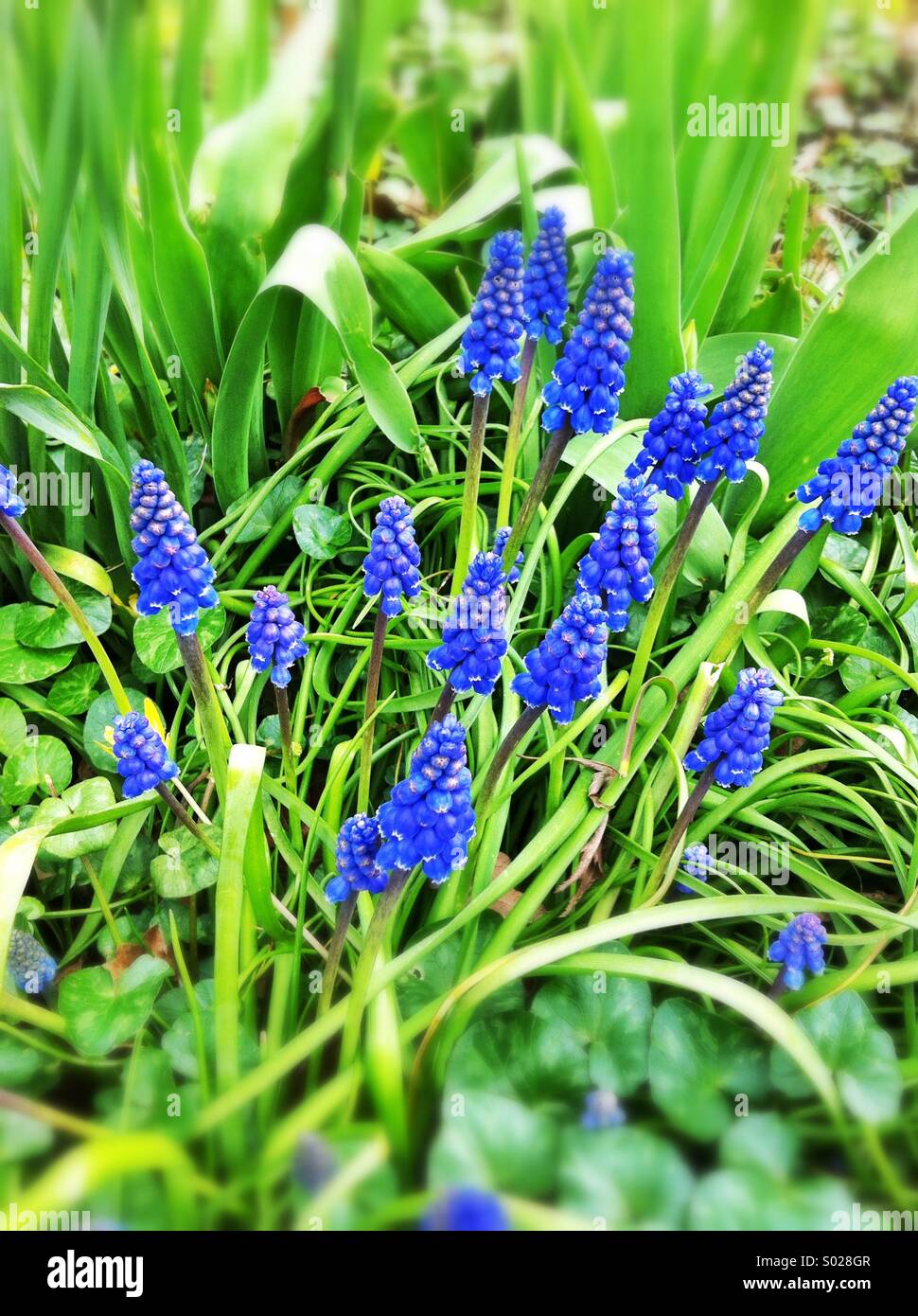 Bell flowers hi-res stock photography and images - Alamy