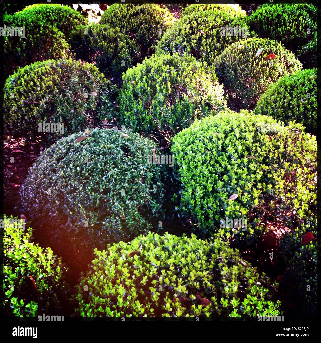 Garden trees hi-res stock photography and images - Alamy
