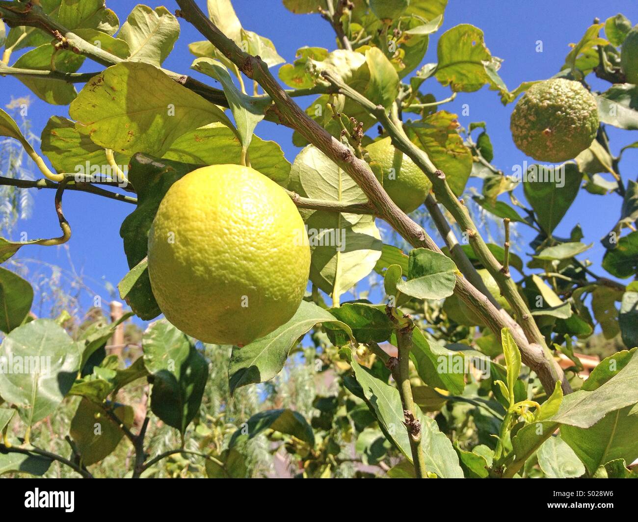 Lemon tree with lemon fruits Stock Photo - Alamy