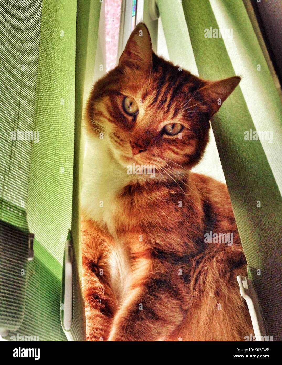 Cats look hi-res stock photography and images - Alamy