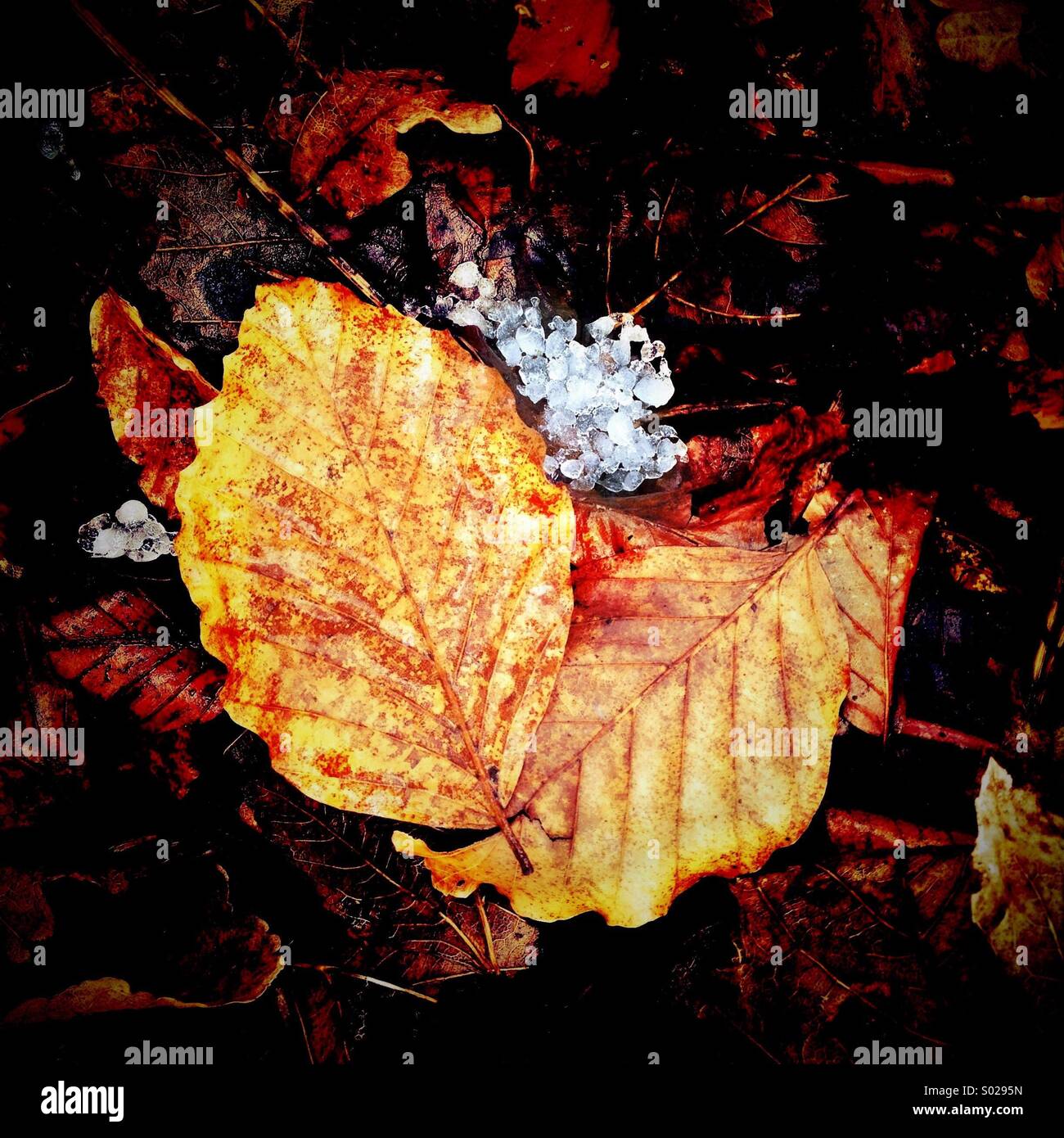 Brown leaves and hale stones Stock Photo - Alamy