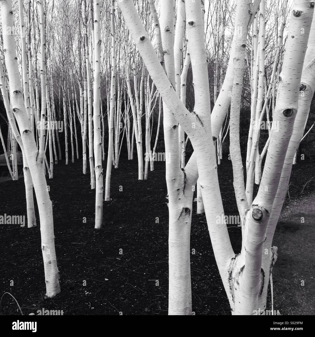 Silver birches in a garden Stock Photo - Alamy