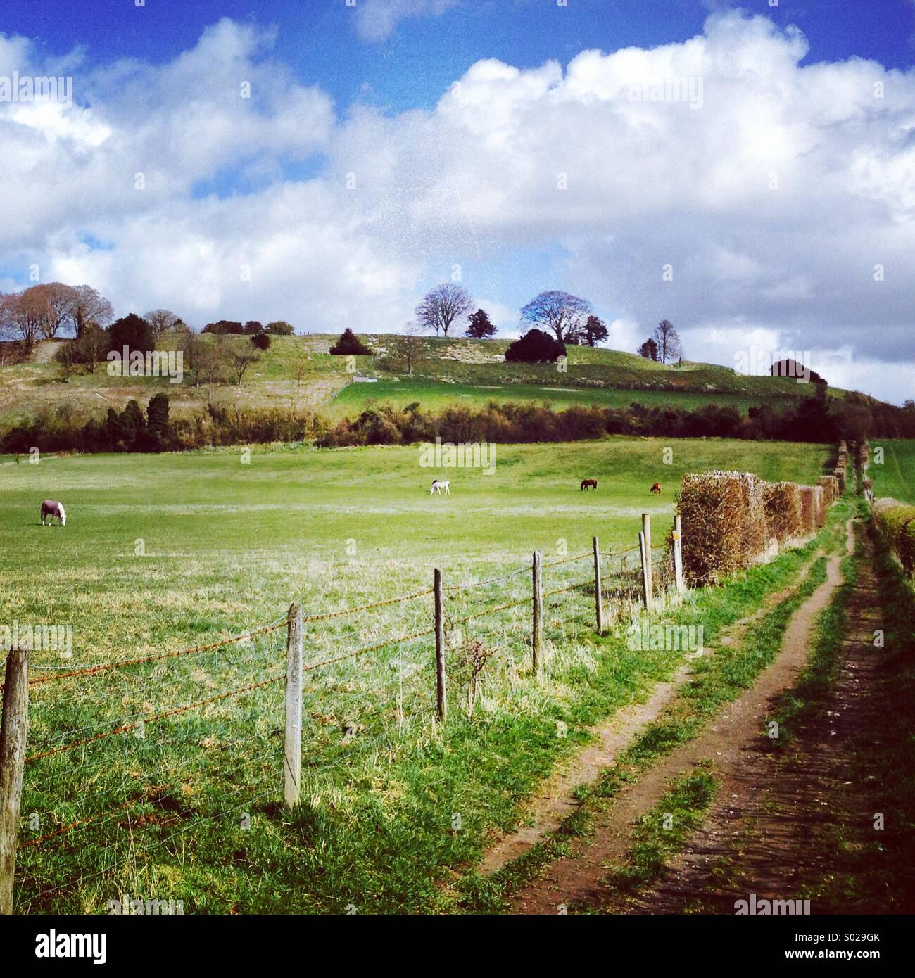 The track to Old Sarum, Wiltshire, England. Spring 2014 Stock Photo - Alamy