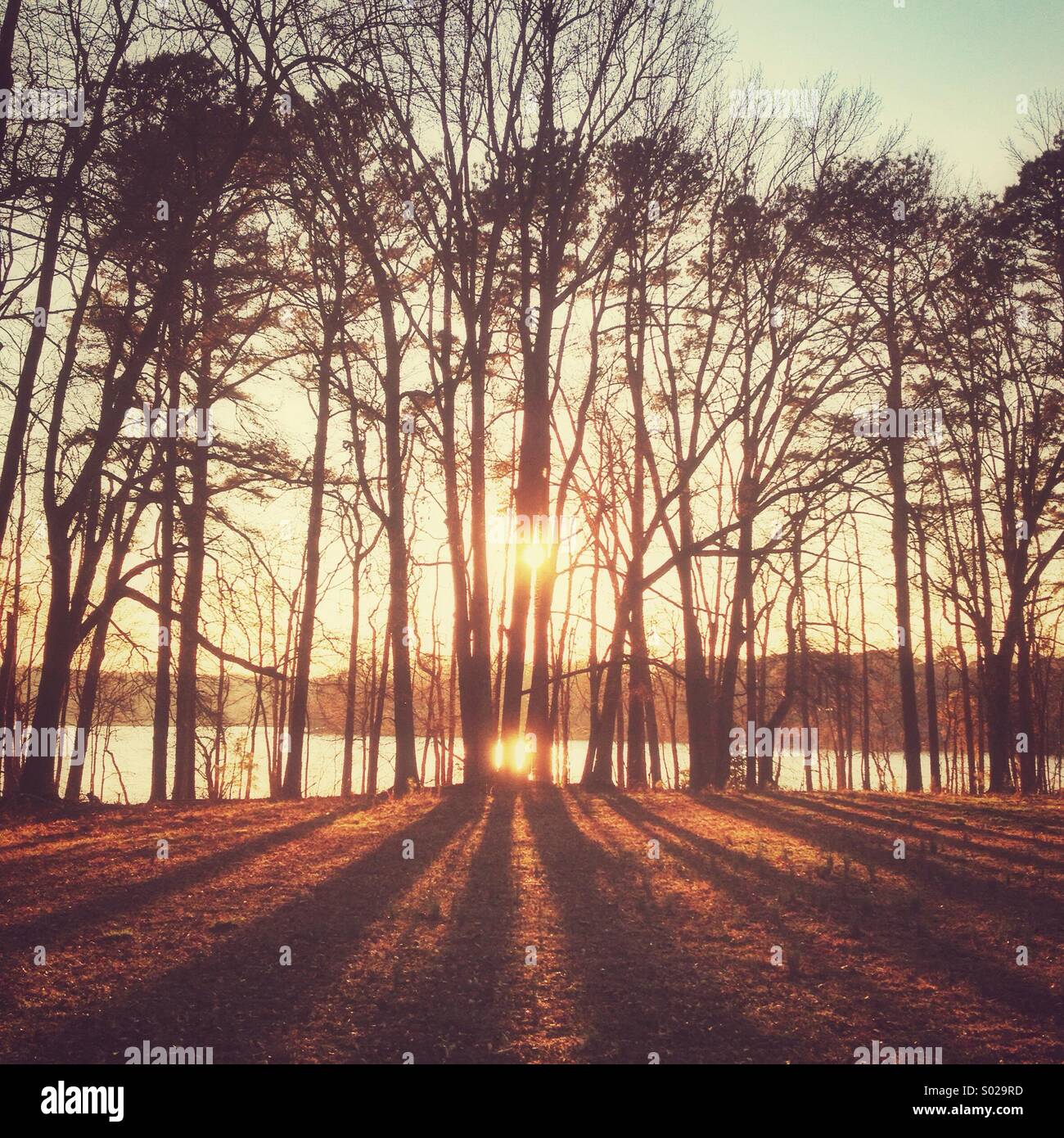 Sun scenic trees hi-res stock photography and images - Alamy