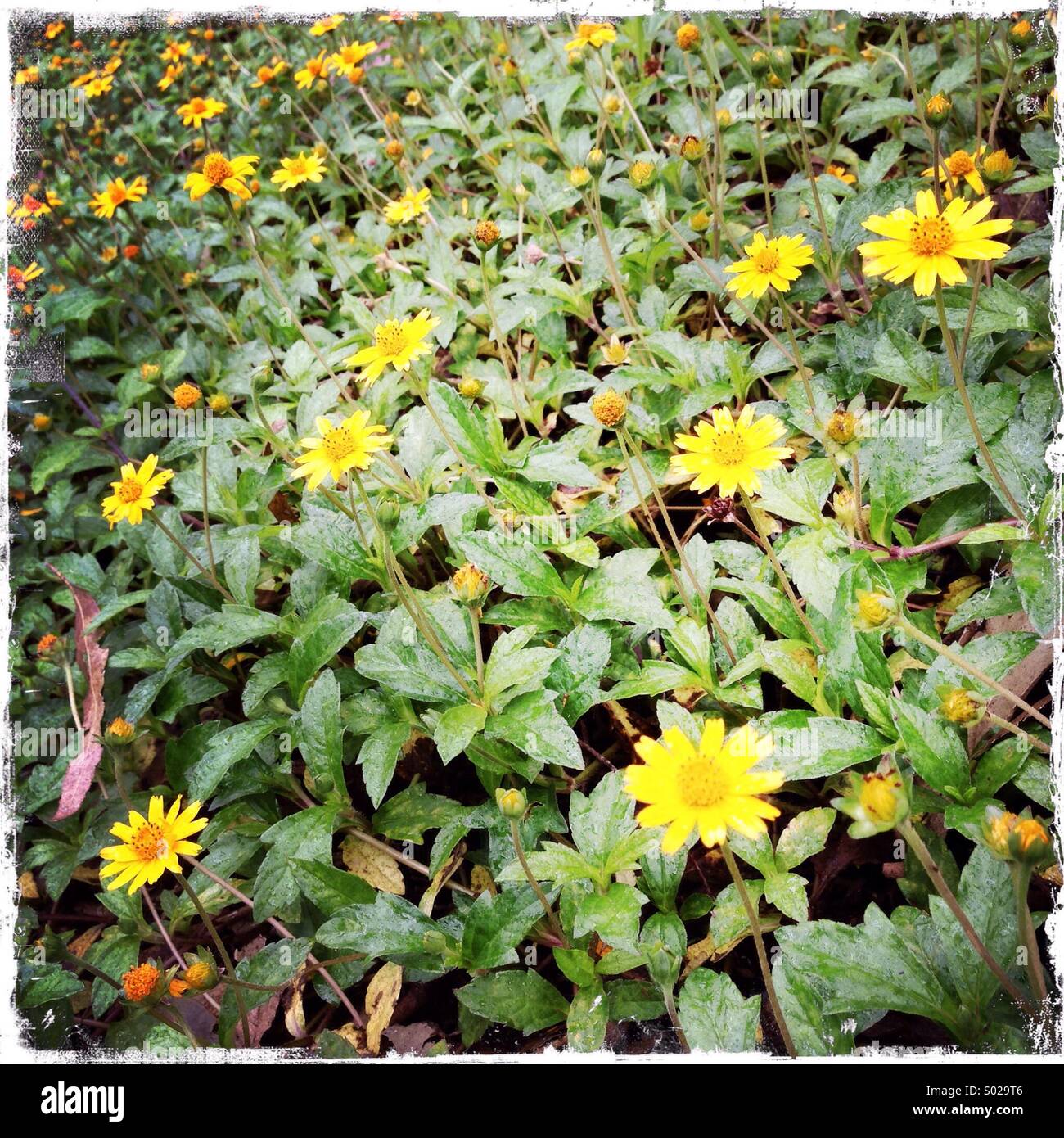 Bush land undergrowth Stock Photo - Alamy