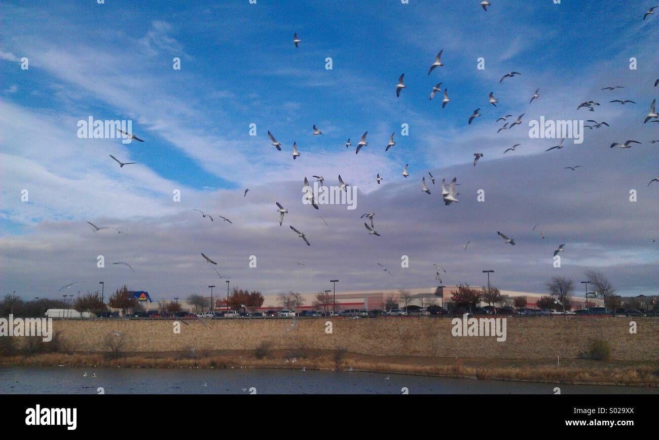 Birds with nature hi-res stock photography and images - Alamy