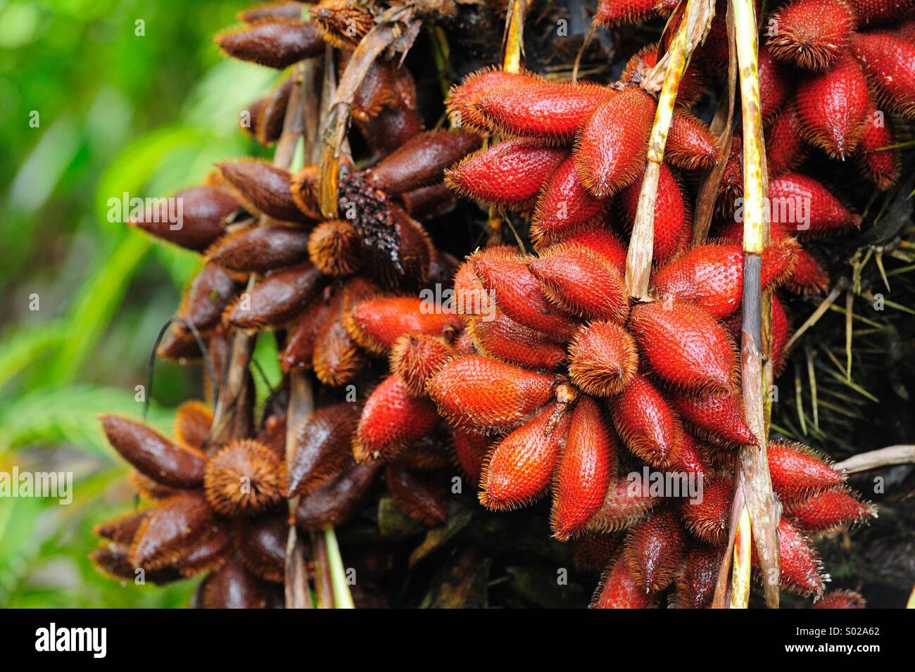 Sala tree hi-res stock photography and images - Alamy