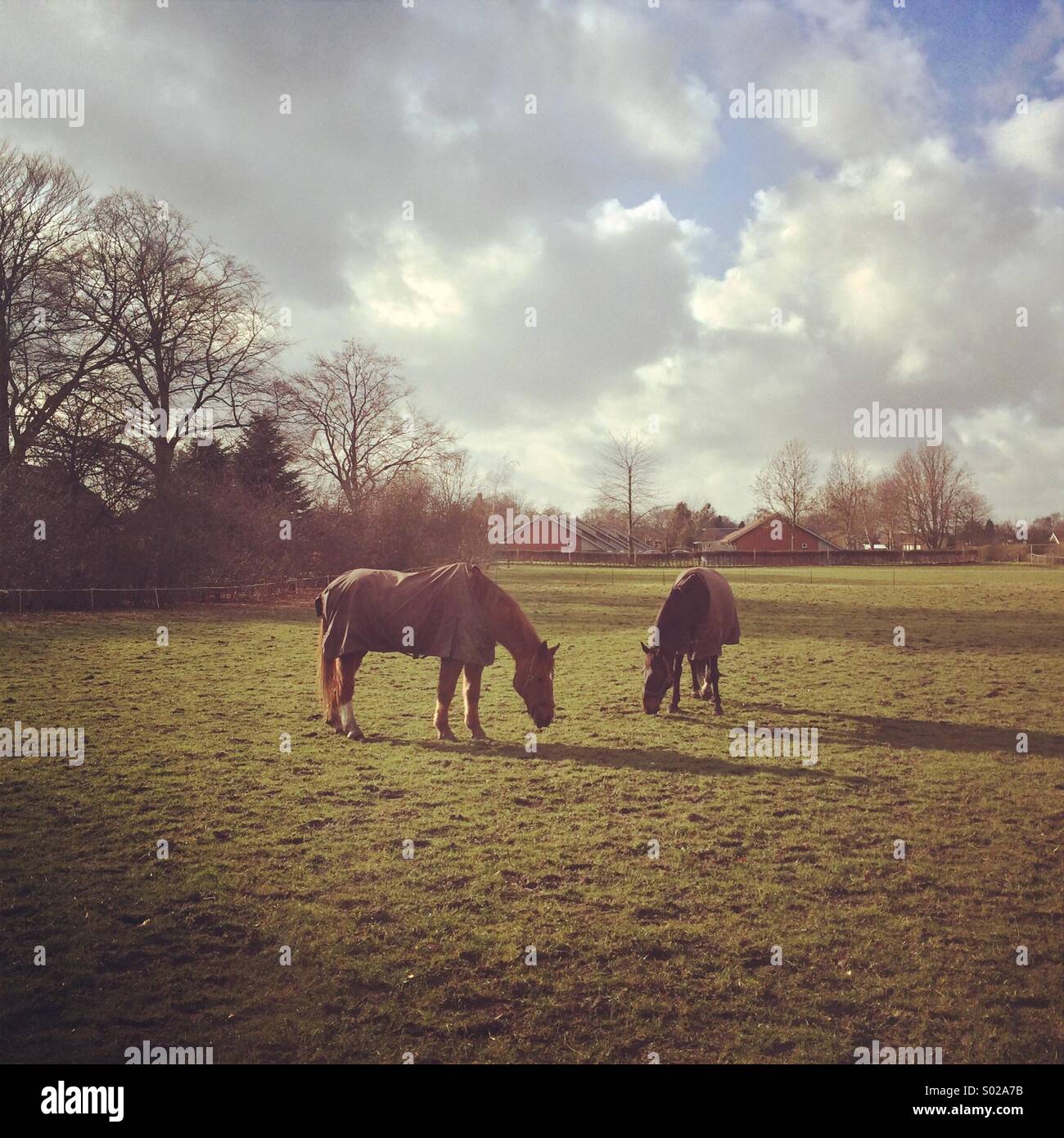 The nature of horses garden hi-res stock photography and images - Alamy