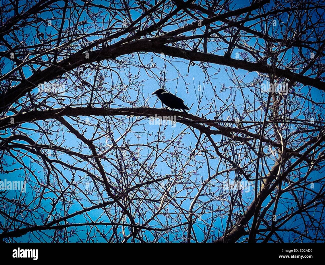 Branches & bird Stock Photo - Alamy