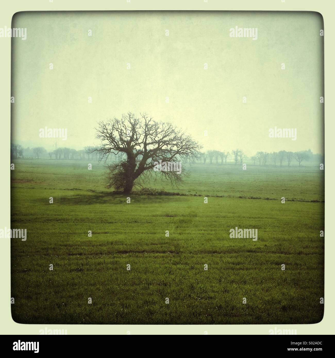 Lonely tree sun in smartphone stock photos and images - Alamy