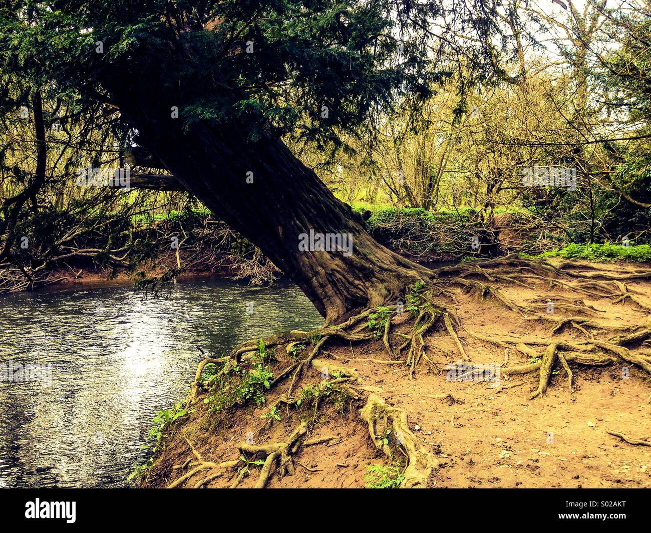 Tree at riverbank hi-res stock photography and images - Alamy