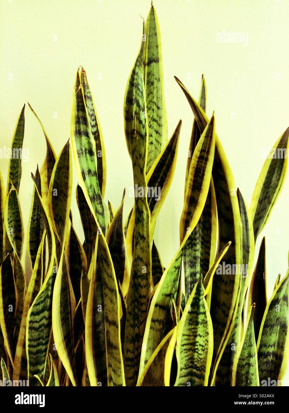 Indoor natural nature plant hi-res stock photography and images - Alamy