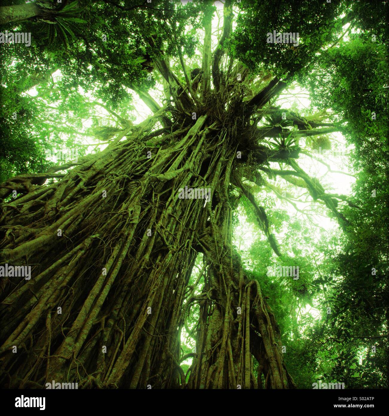 Jungle giant hi-res stock photography and images - Alamy