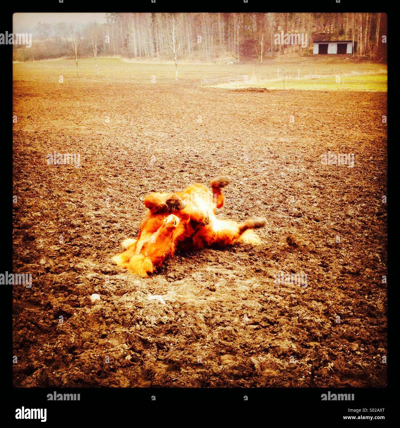 Rolling In Mud High Resolution Stock Photography and Images - Alamy