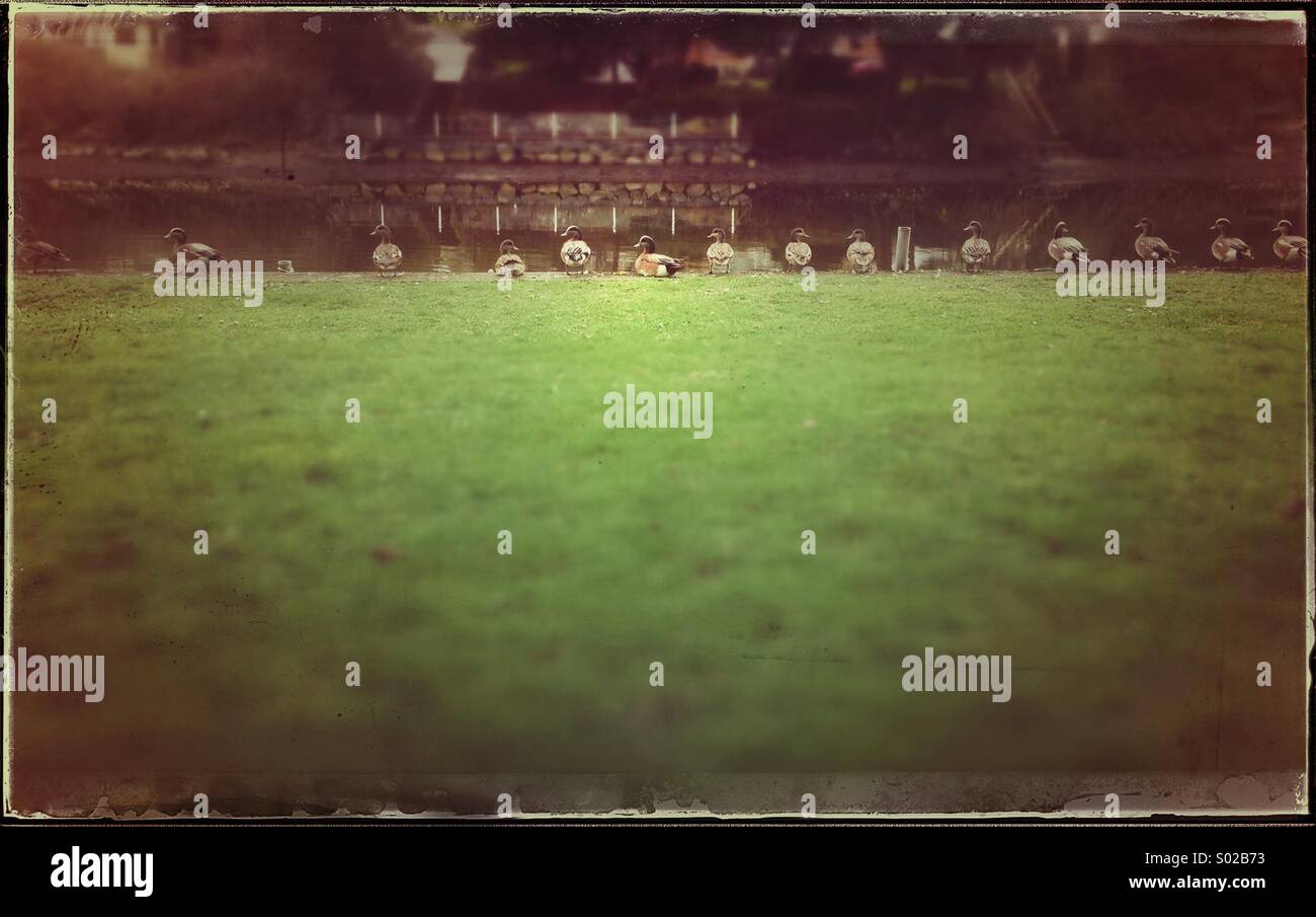 Line up the ducks hi-res stock photography and images - Alamy