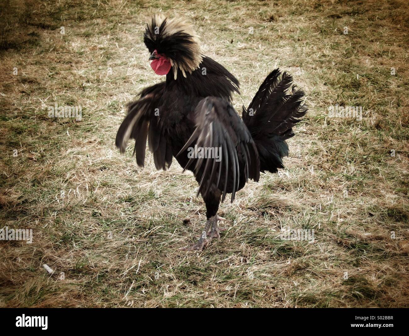 Rooster flapping wings hi-res stock photography and images - Alamy