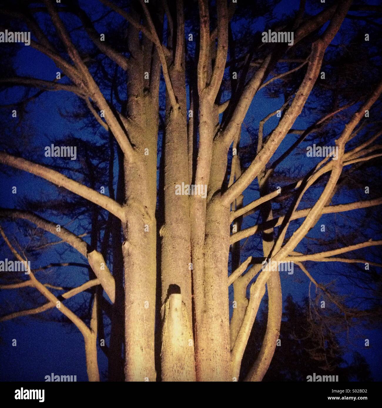 Tree branches sky hi-res stock photography and images - Alamy