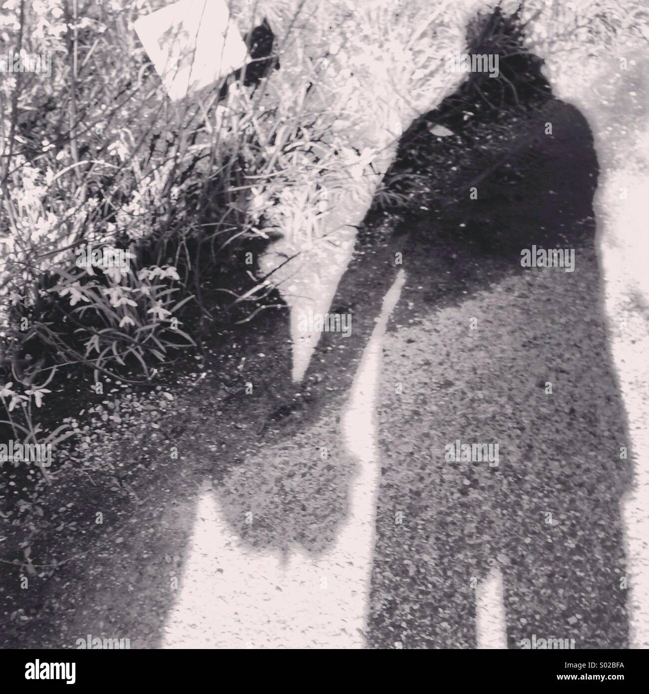 Shadow of father and daughter holding hands Stock Photo - Alamy