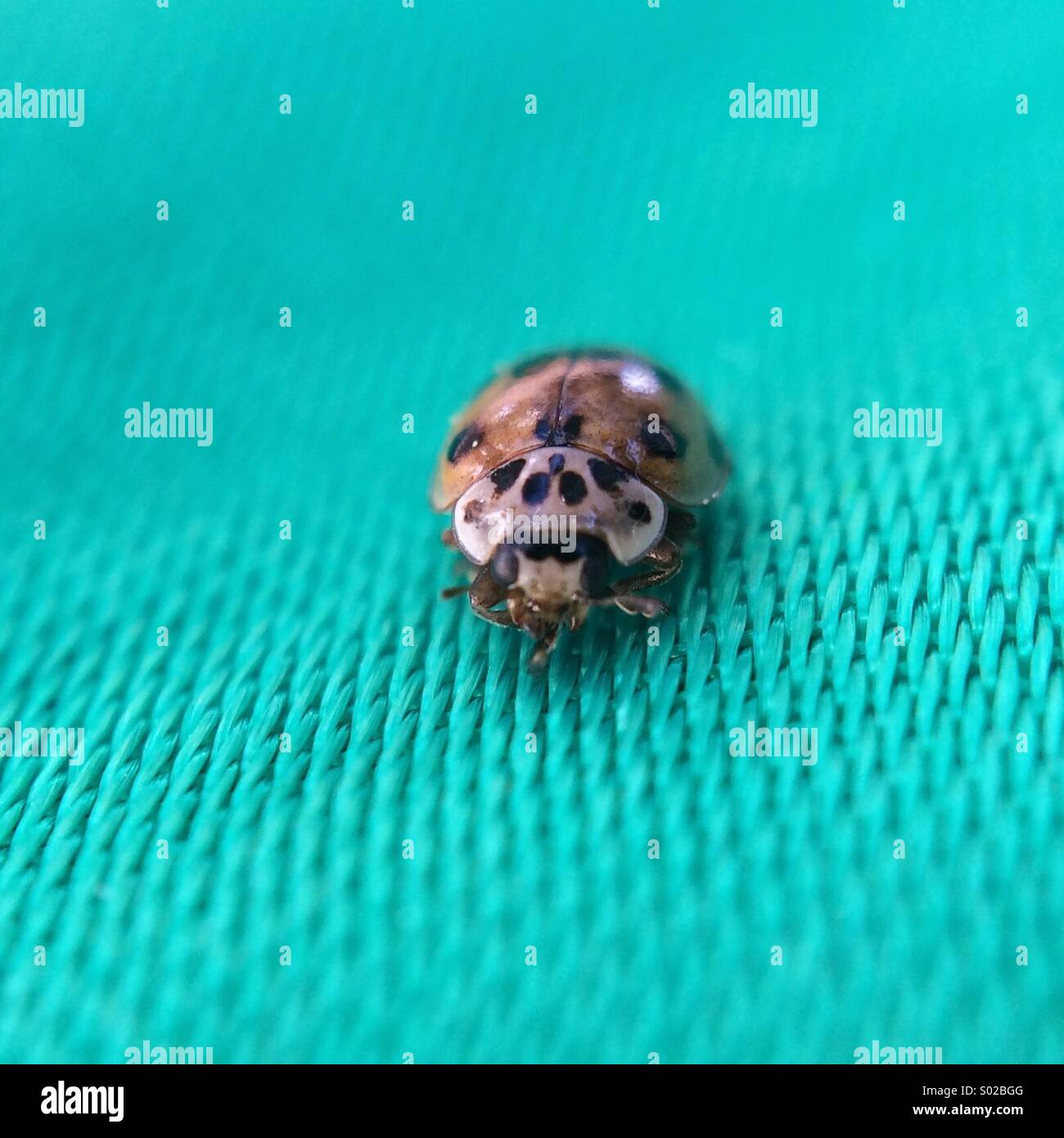 Front view of a brown ladybug Stock Photo - Alamy