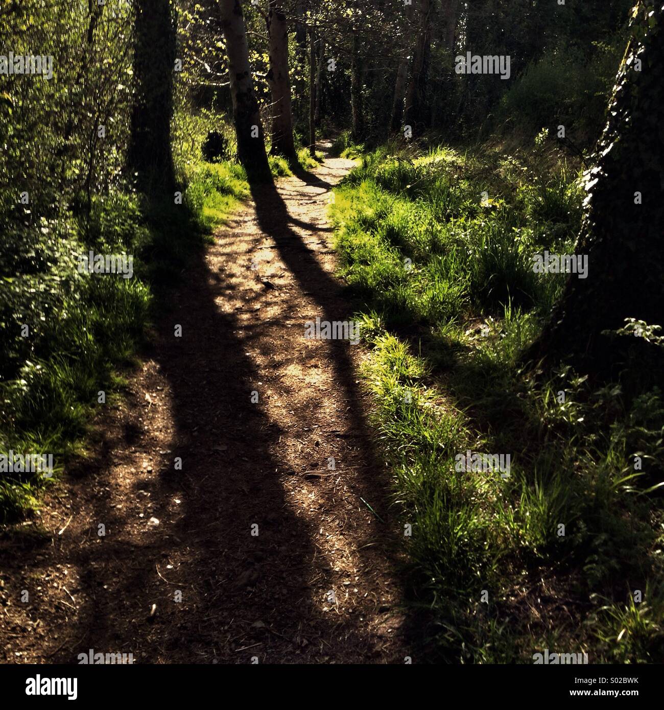 Woodland Walk Path High Resolution Stock Photography and Images - Alamy