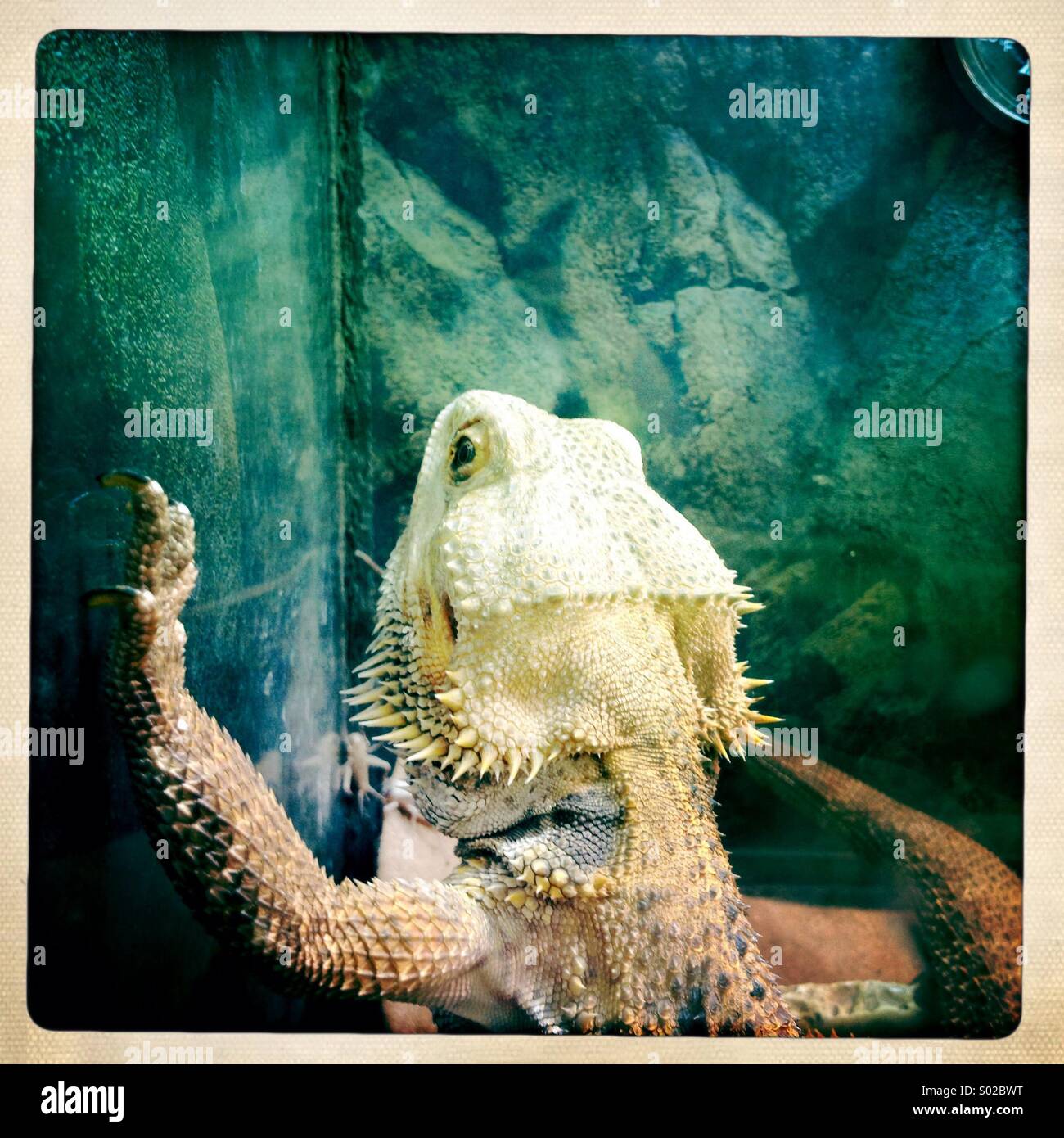 Bearded dragon hi-res stock photography and images - Alamy