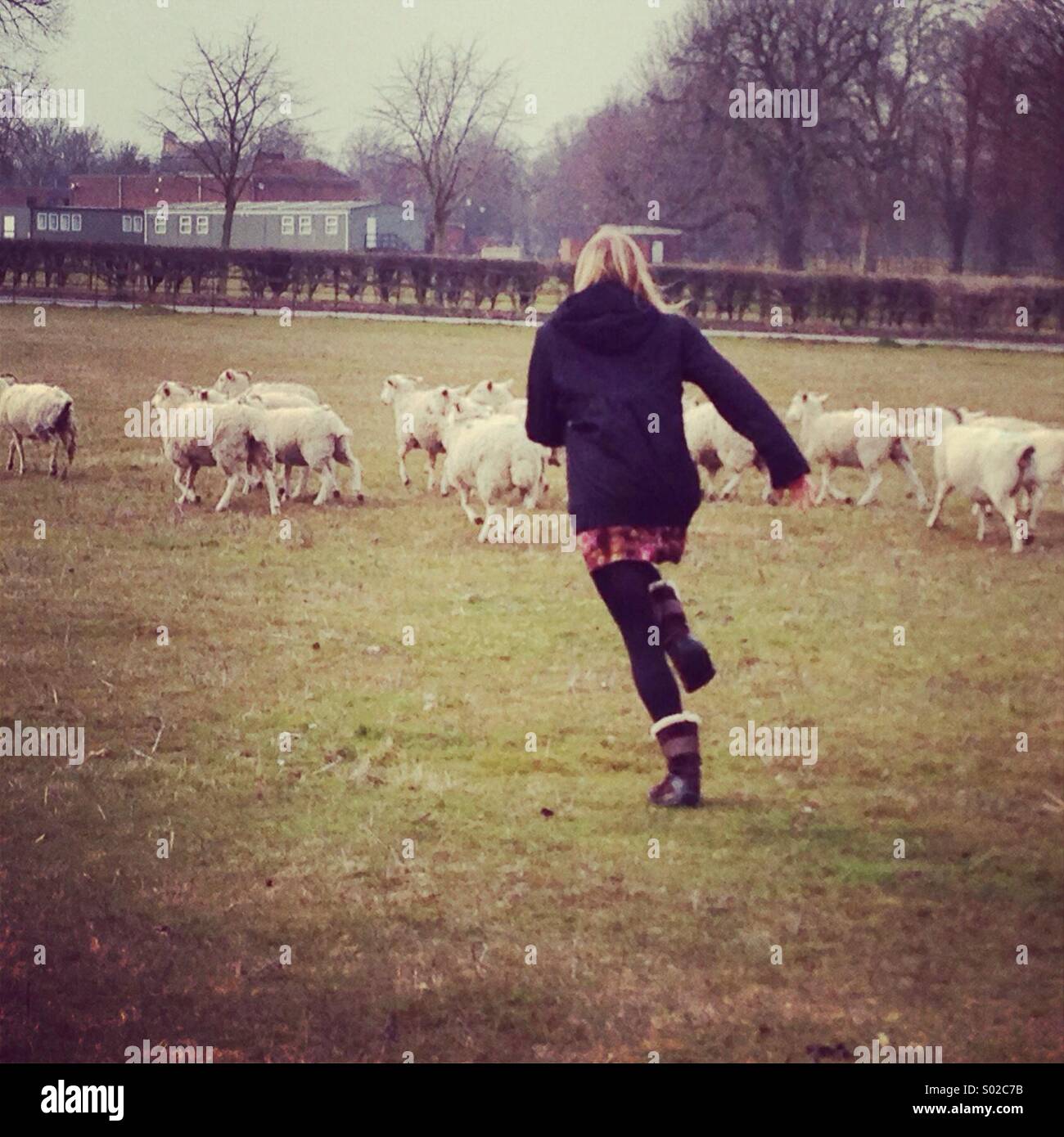Girl chasing sheep Stock Photo - Alamy