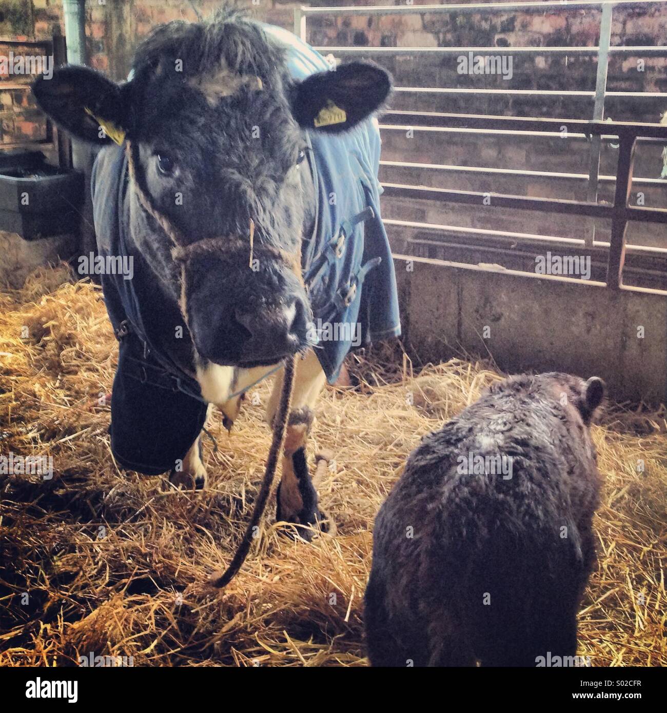 Cow giving birth calf hi-res stock photography and images - Alamy
