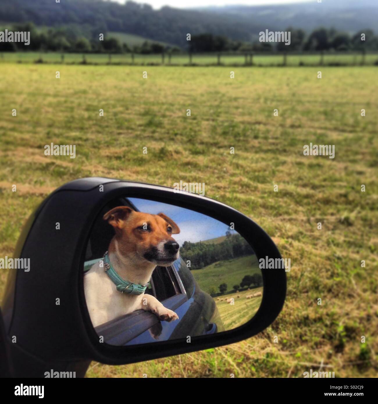Dog in car mirror hi-res stock photography and images - Alamy
