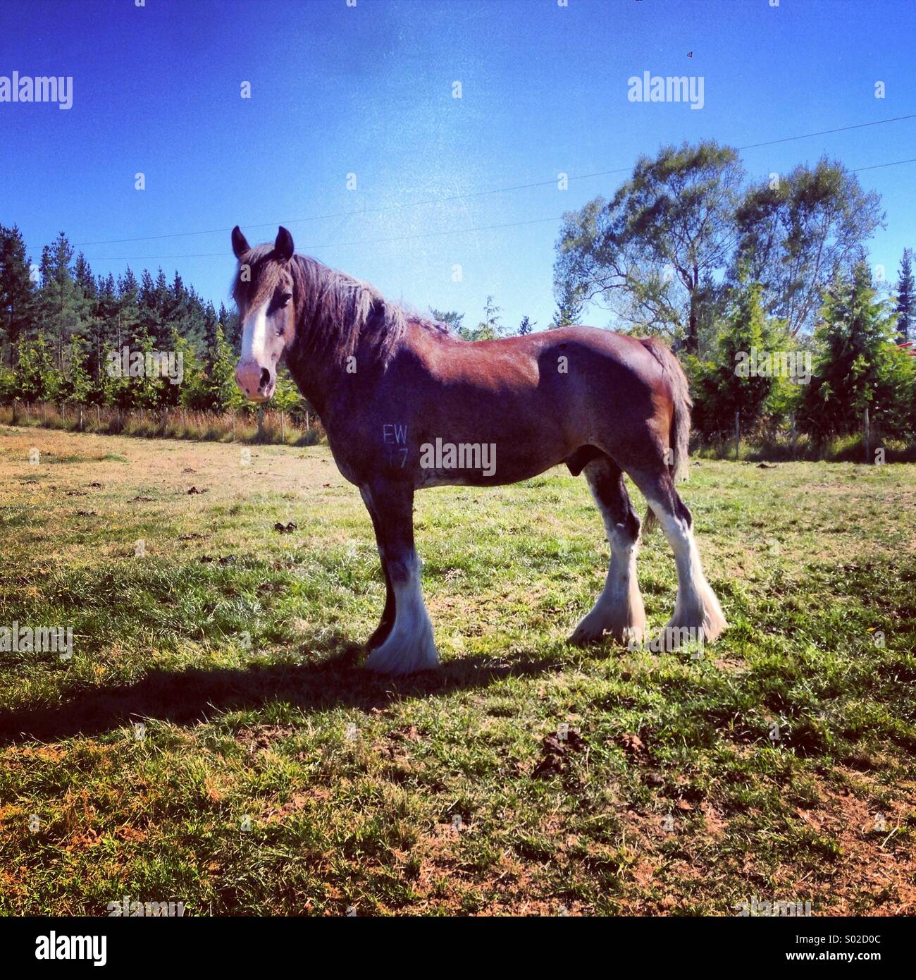 Clydesdale Horse High Resolution Stock Photography and Images - Alamy