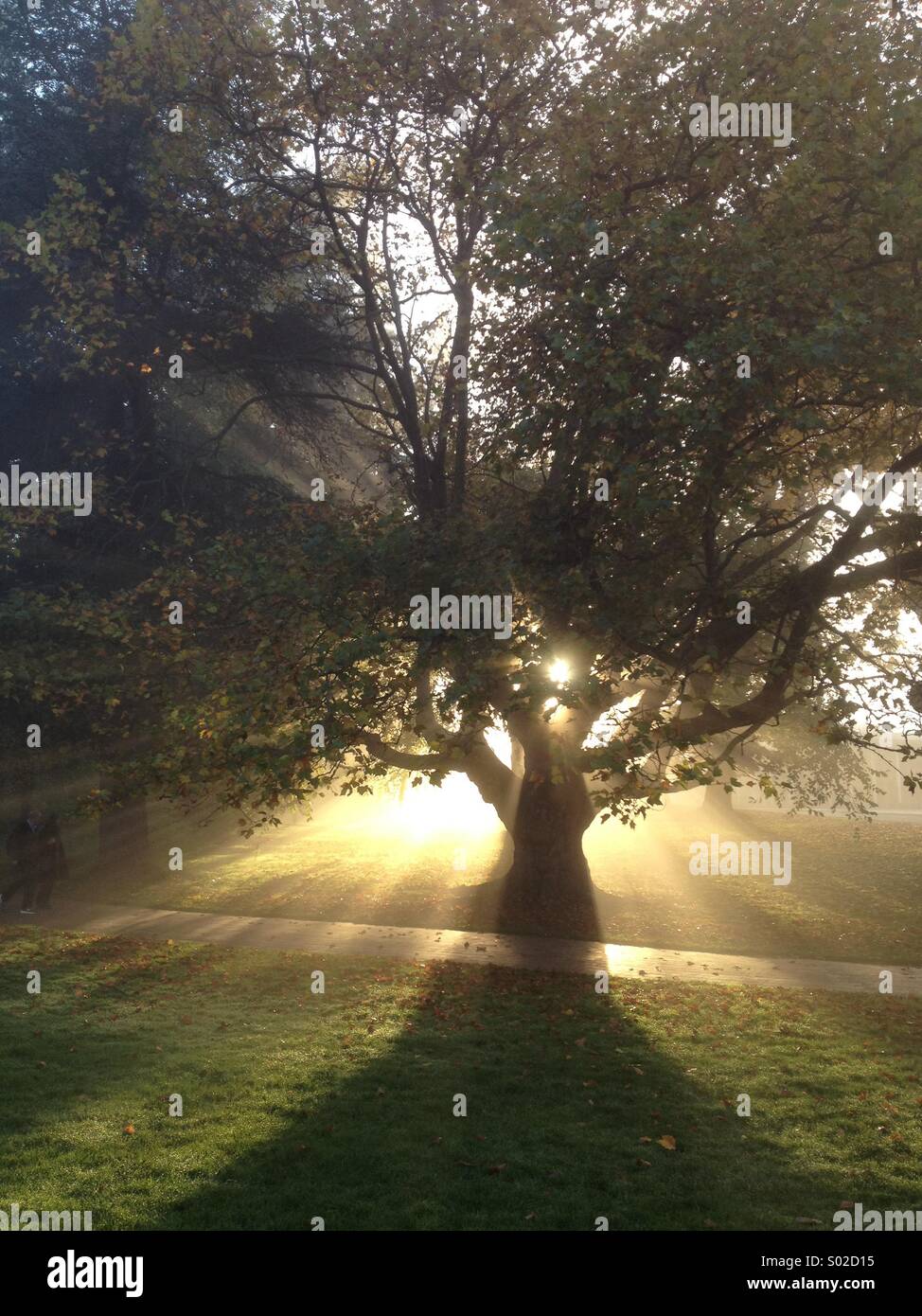 Sun rays tree hi-res stock photography and images - Alamy
