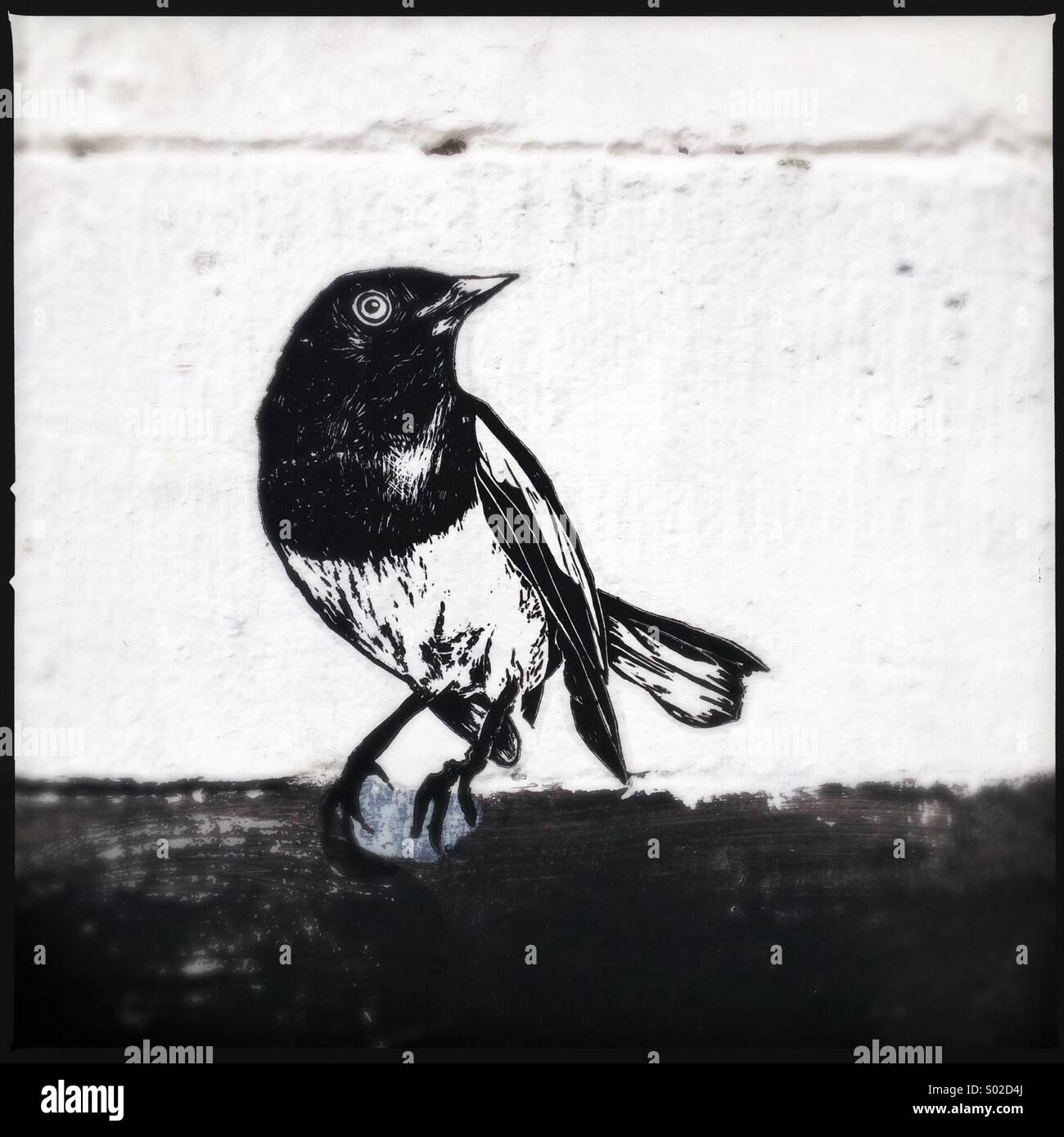 Magpie Drawing