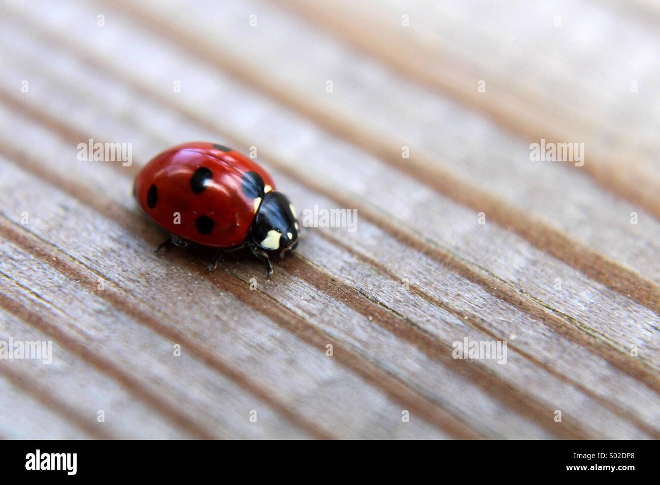 The little ladybug hi-res stock photography and images - Alamy