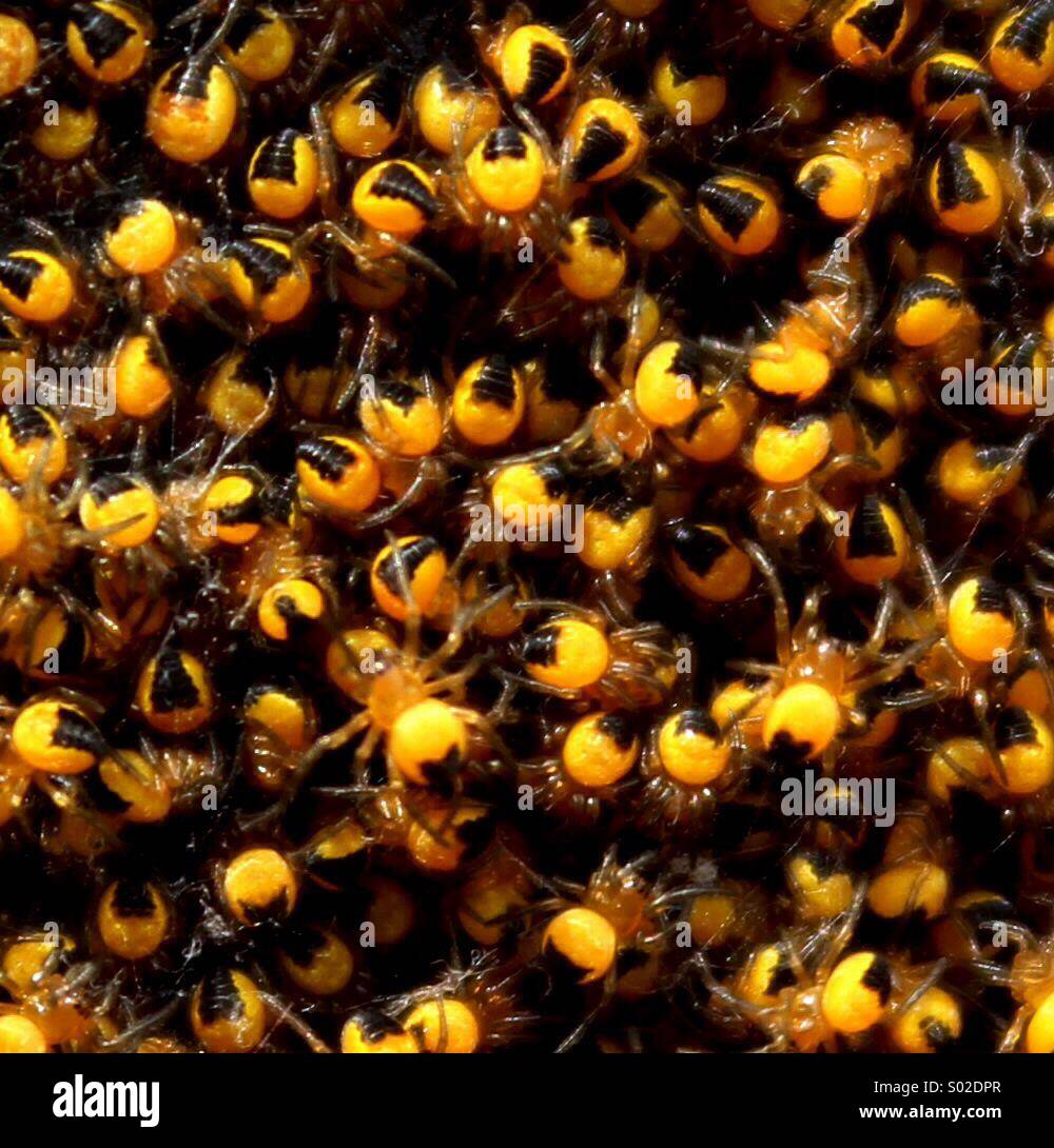 Spiders And Insects High Resolution Stock Photography and Images - Alamy