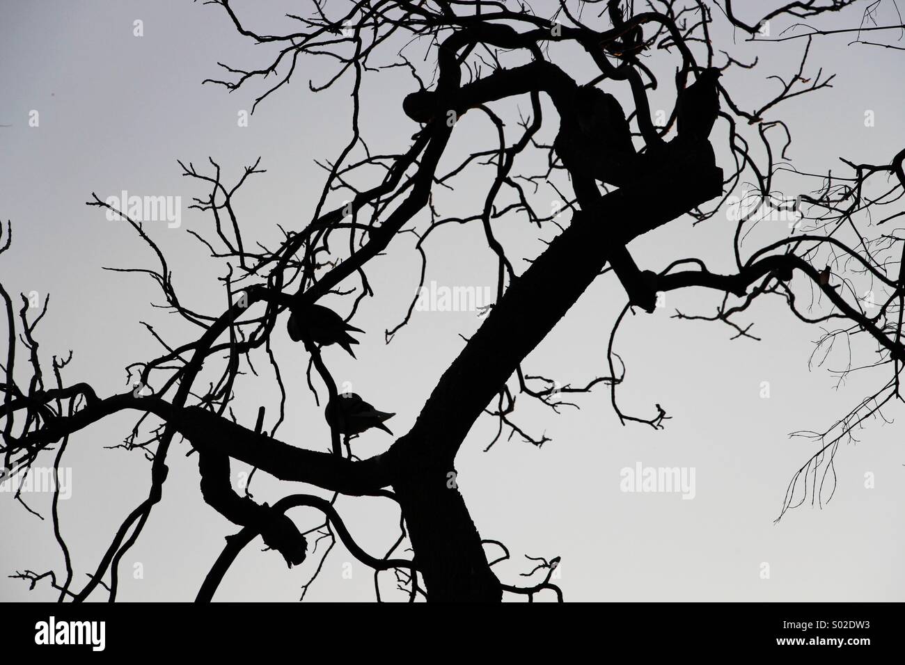 Birds in the tree hi-res stock photography and images - Alamy