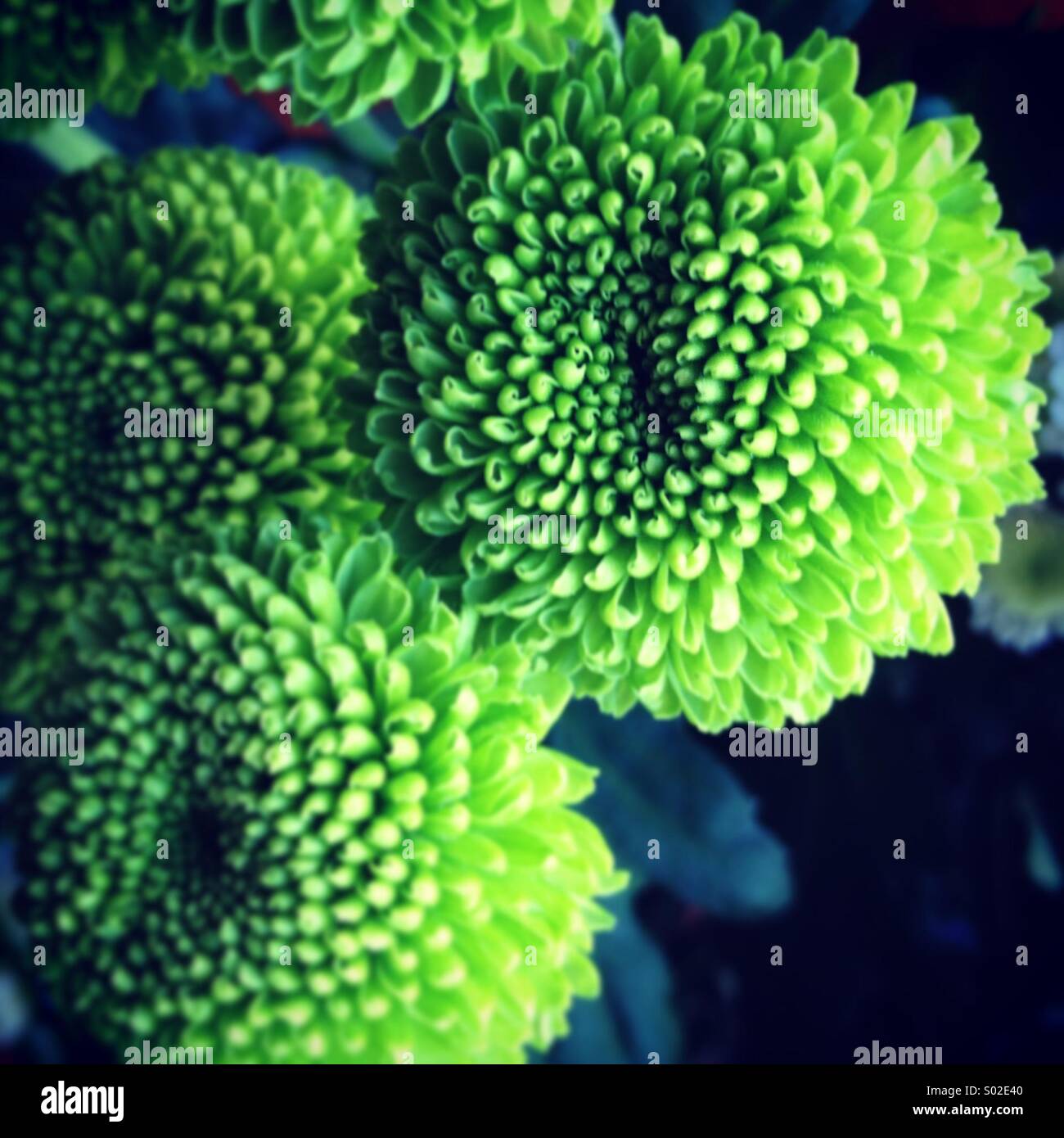 Bunch of pretty green flowers in blue vase Stock Photo - Alamy