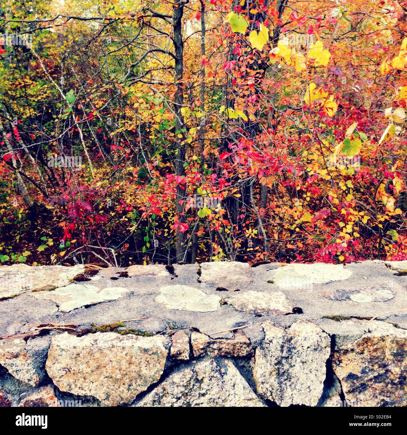 Autumn leaves stone rock trees hi-res stock photography and images - Alamy