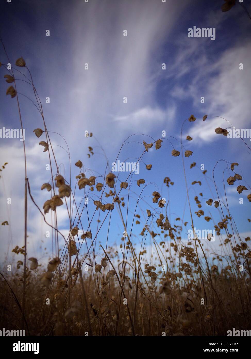Grass field with weeds hi-res stock photography and images - Alamy