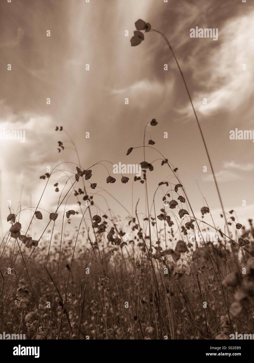 Sepia field from below Stock Photo - Alamy