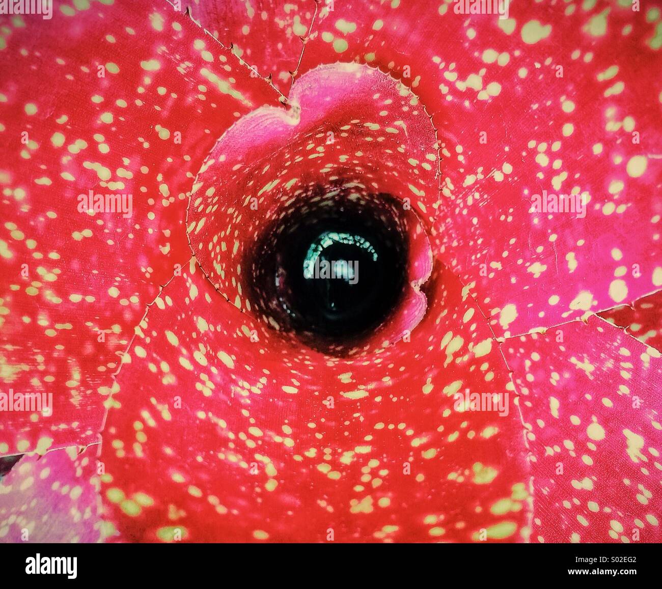 Down the flower hole Stock Photo - Alamy