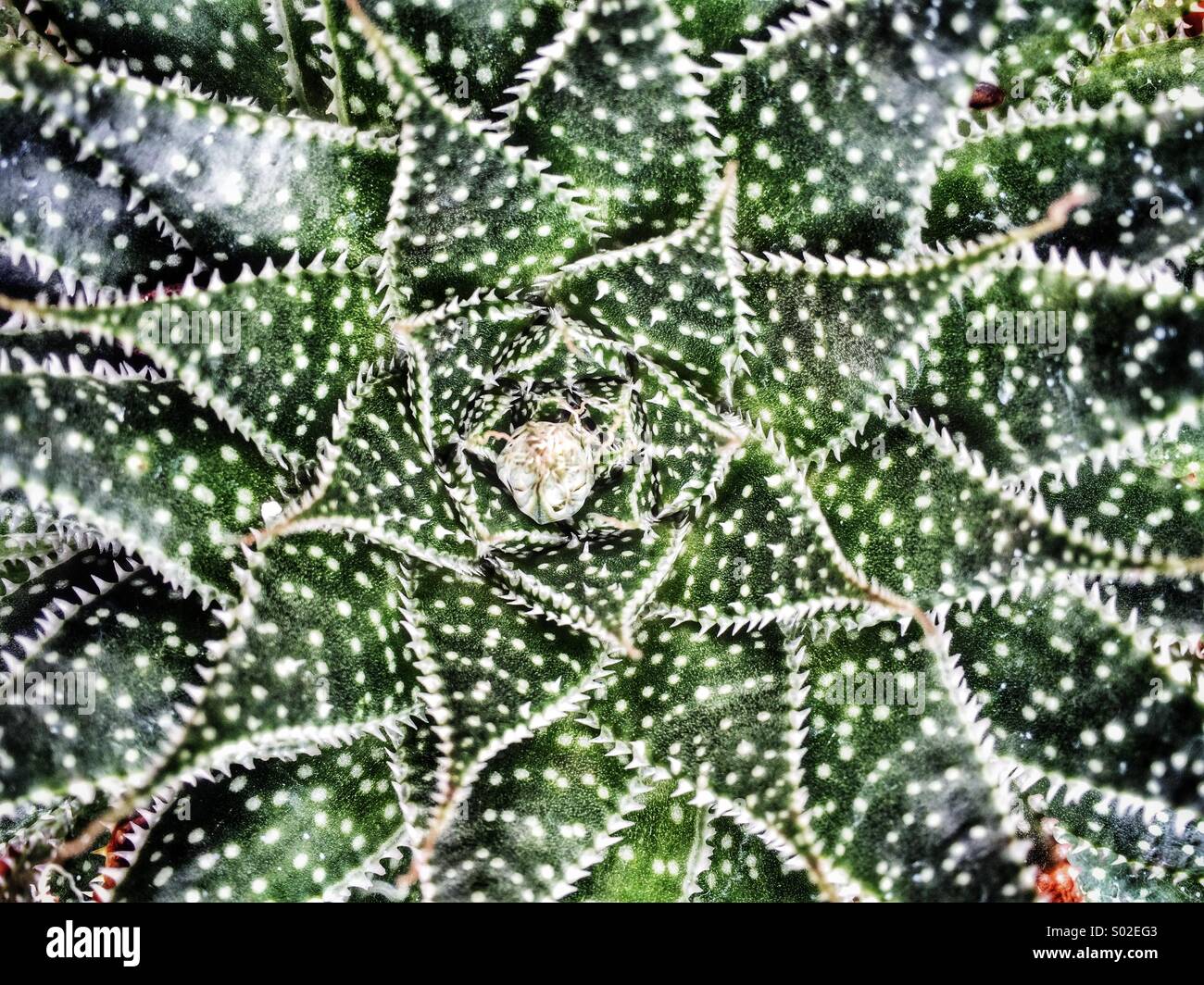 Sharp Green Plant Stock Photo - Alamy