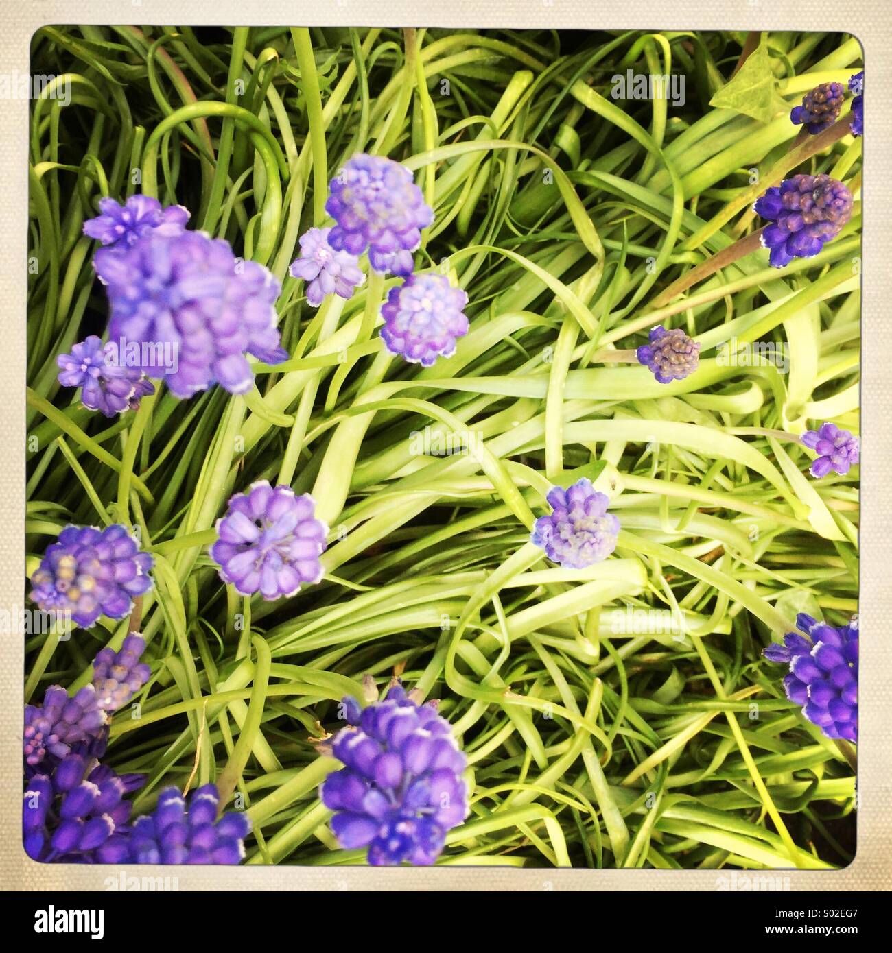 Violet colour hi-res stock photography and images - Alamy