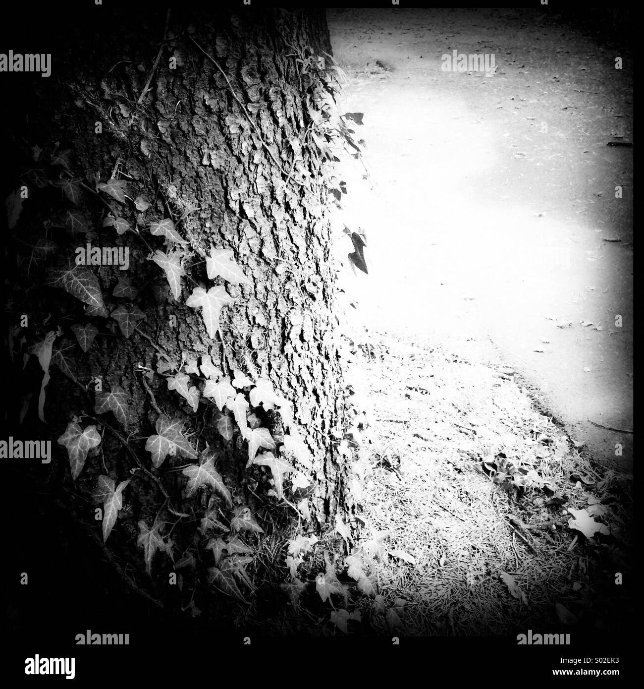 Edera hi-res stock photography and images - Alamy