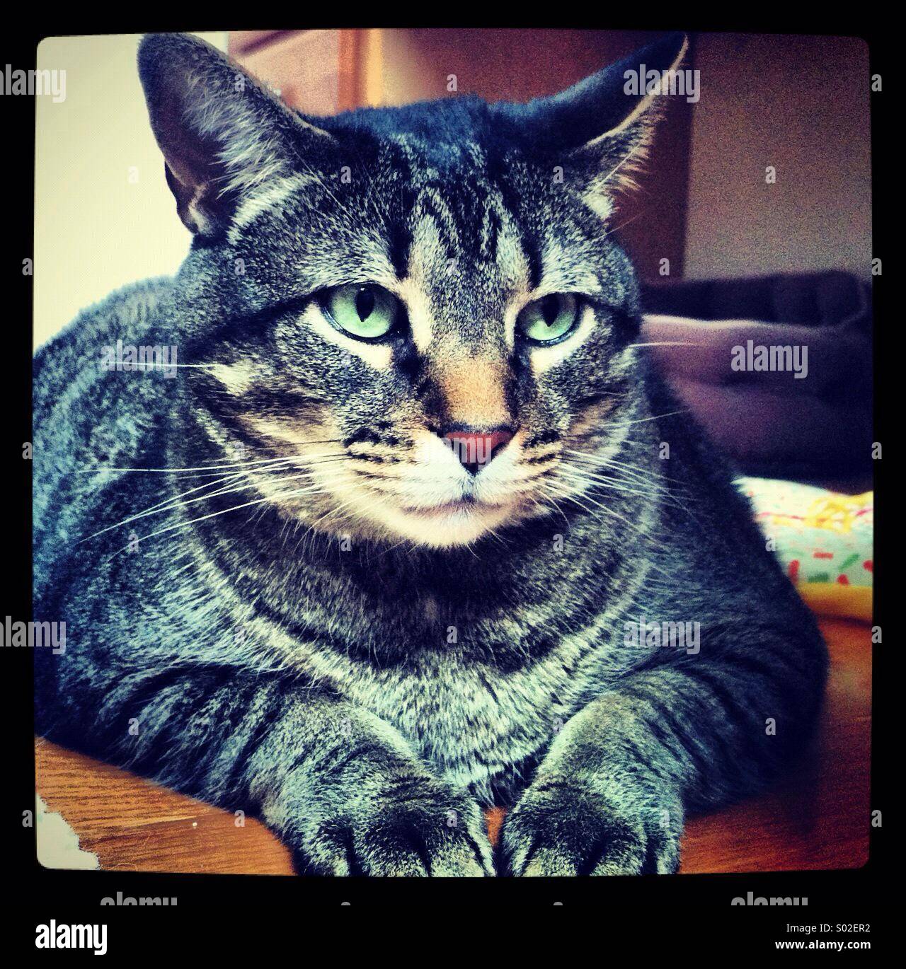 Luey hi-res stock photography and images - Alamy