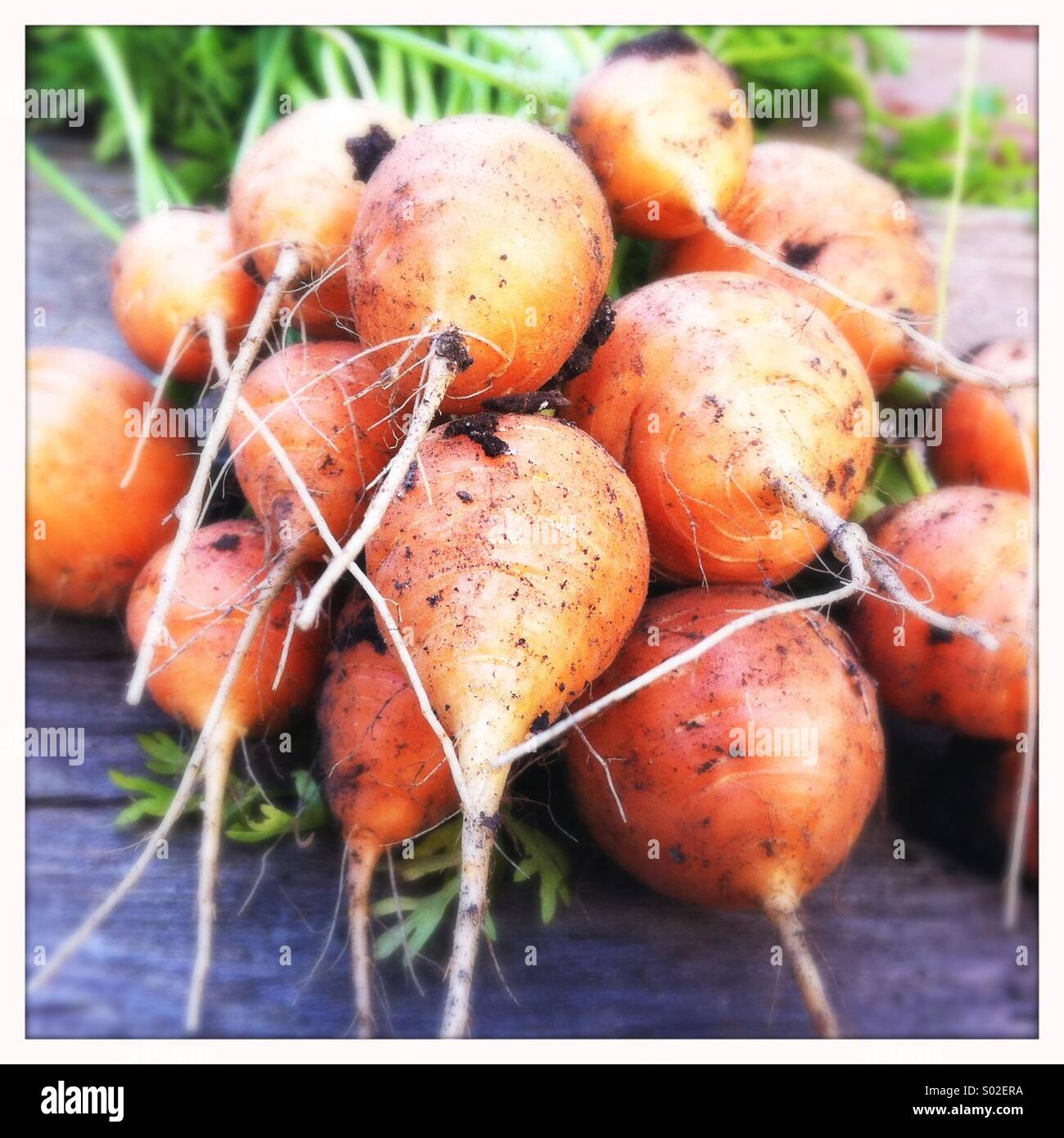 Round carrots garden hi-res stock photography and images - Alamy